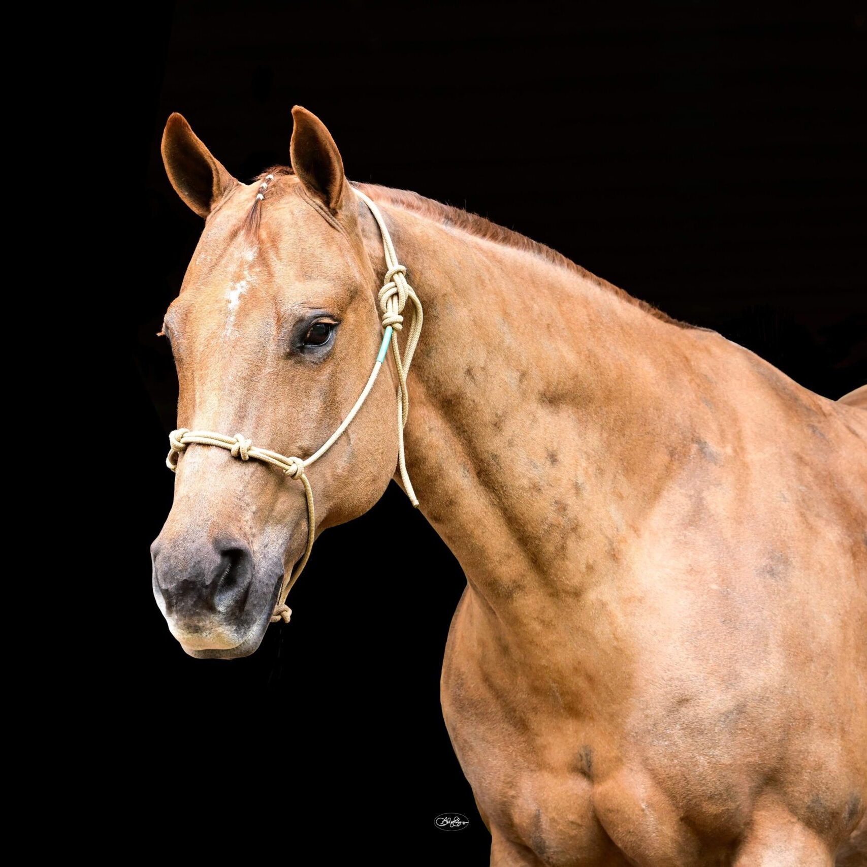 Breeding Program - Suzanne Myers Performance Horses
